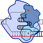 Sidi Chen Lab – Genome editing and immunotherapy