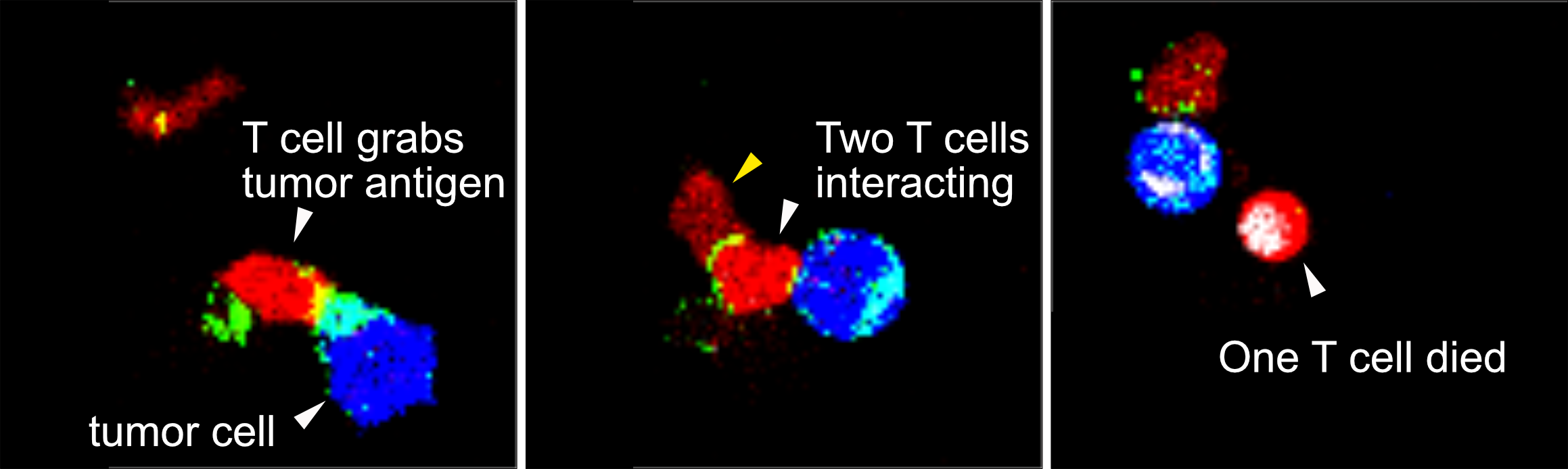 Sidi Chen Lab – Genome editing and immunotherapy