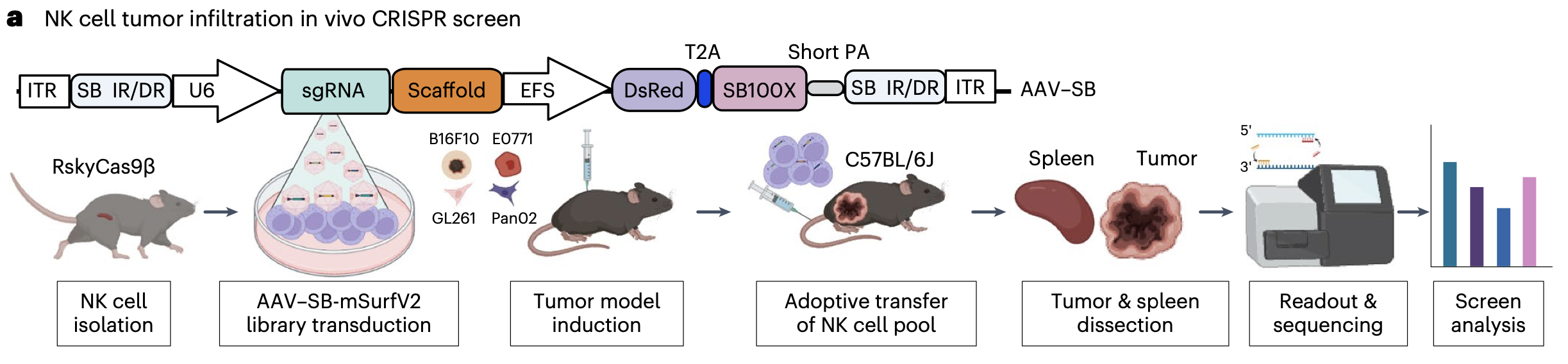 Sidi Chen Lab – Genome editing and immunotherapy