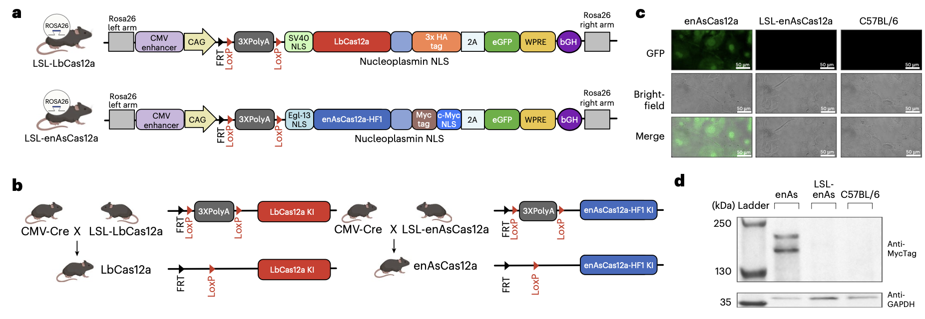 Sidi Chen Lab – Genome editing and immunotherapy